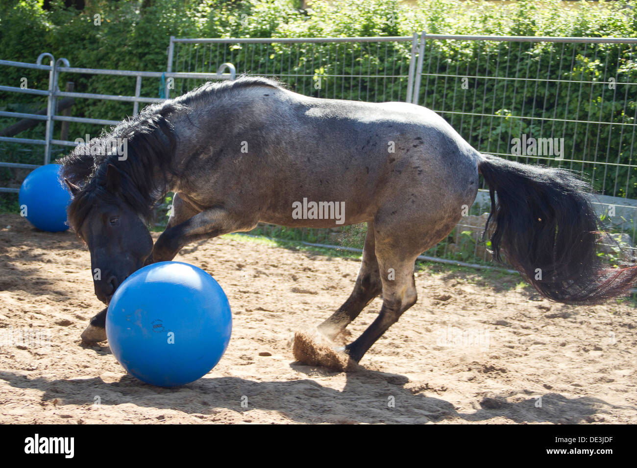 Murgese Horse Blue roan stallion playing ball Stock Photo - Alamy