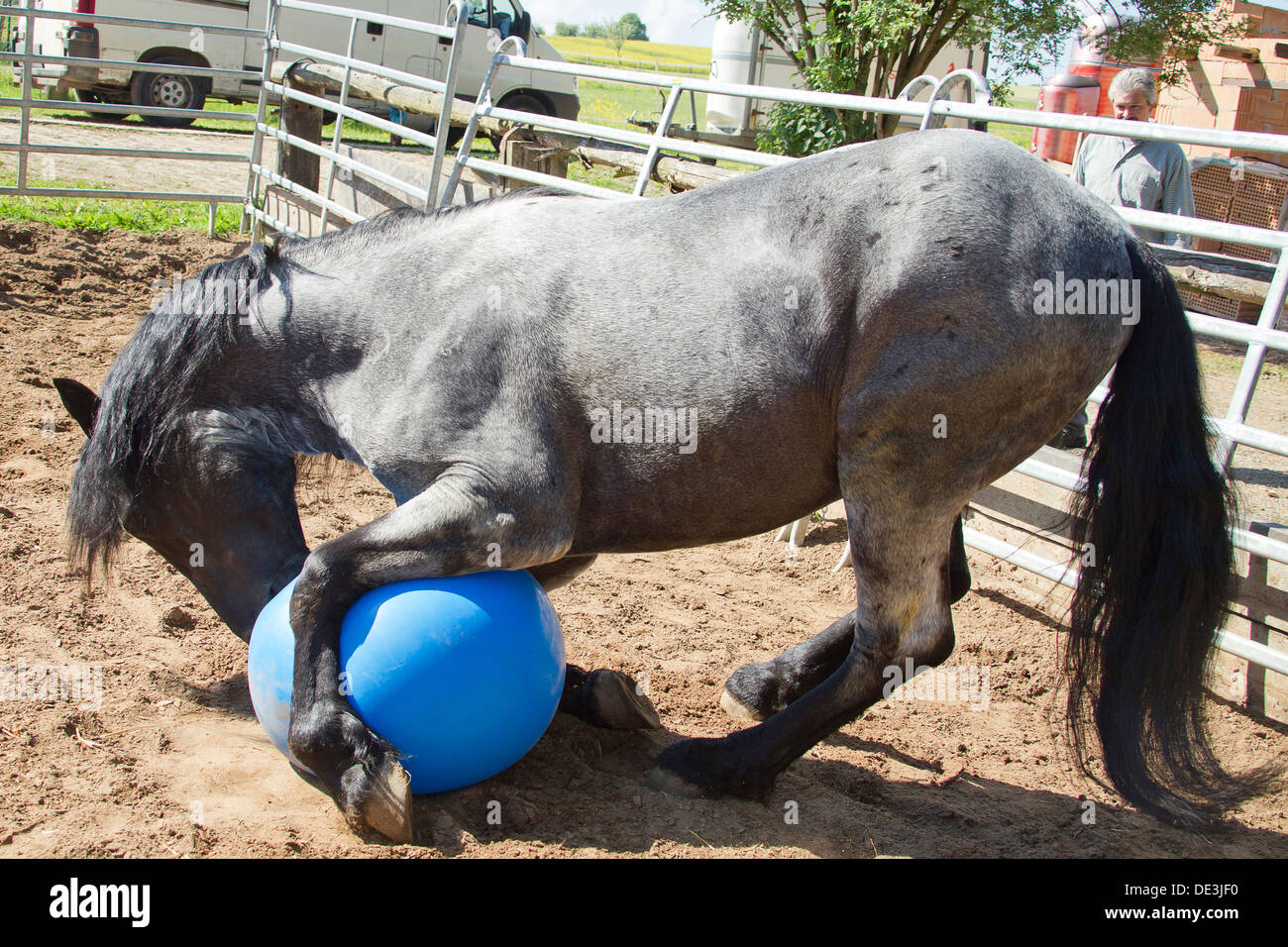 Murgese Horse. Blue roan stallion playing ball Stock Photo - Alamy