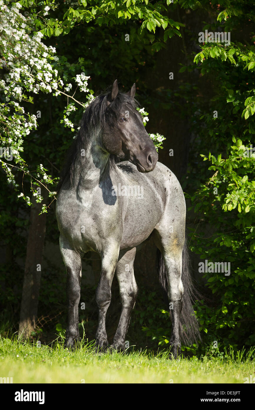 Murgese Horse, Stallion standinga pasture Stock Photo - Alamy
