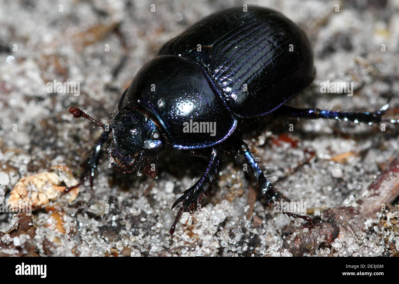 Scarabaeoidea geotrupidae hi-res stock photography and images - Alamy