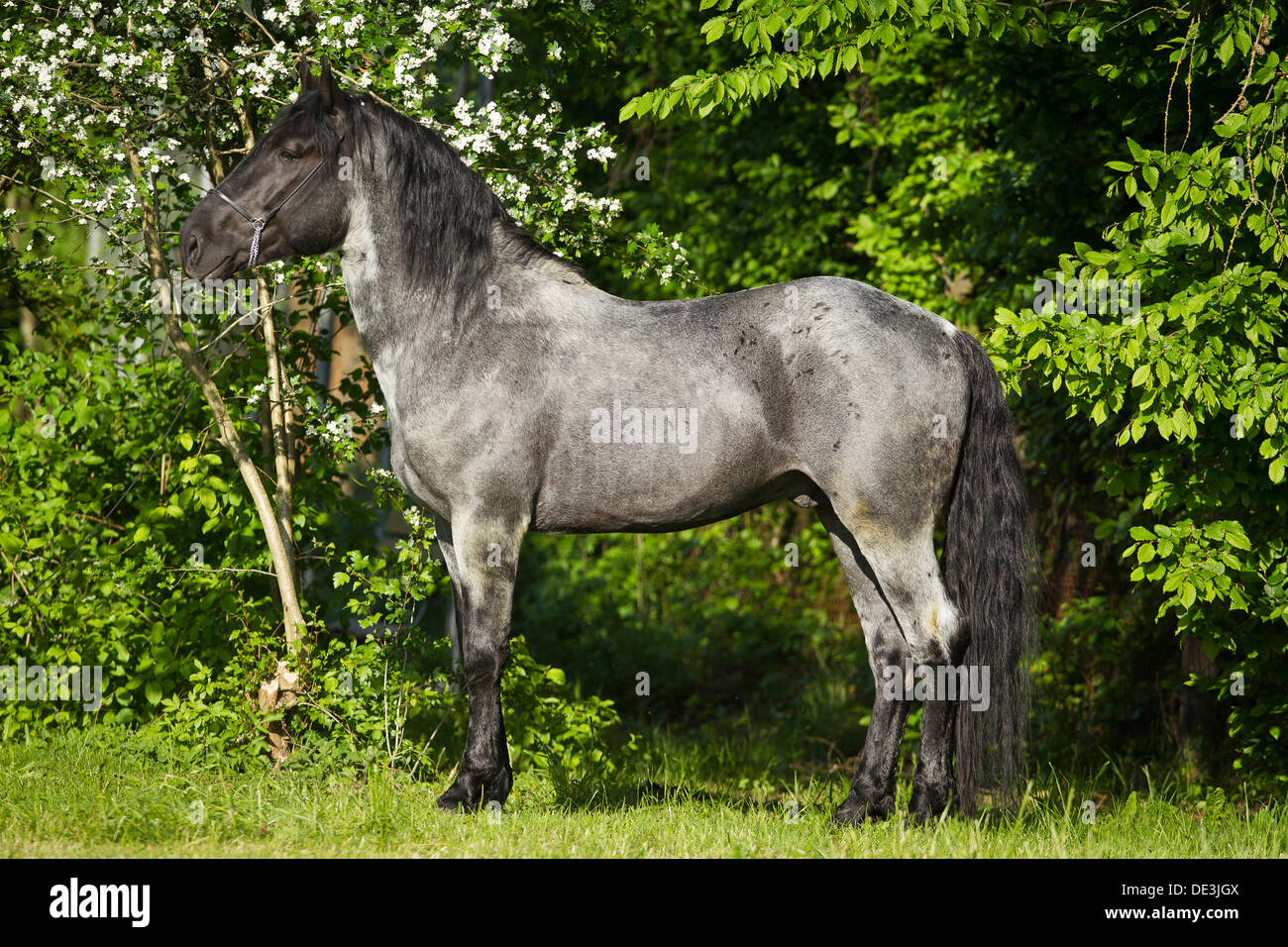Murgese Horse, Stallion standinga pasture Stock Photo - Alamy