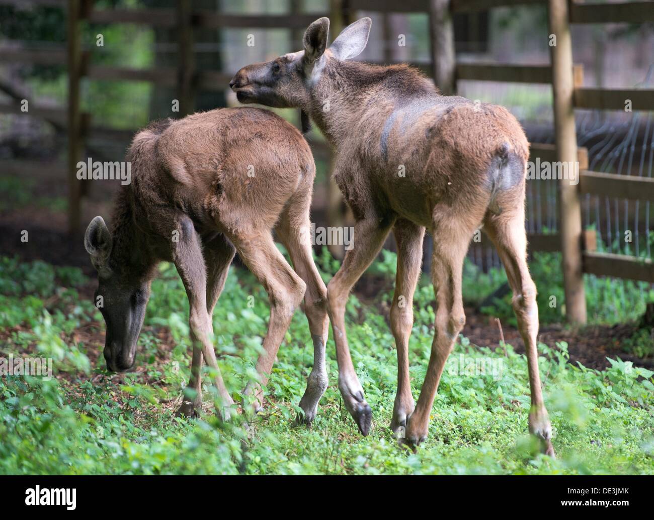 Limp animal hi-res stock photography and images - Alamy