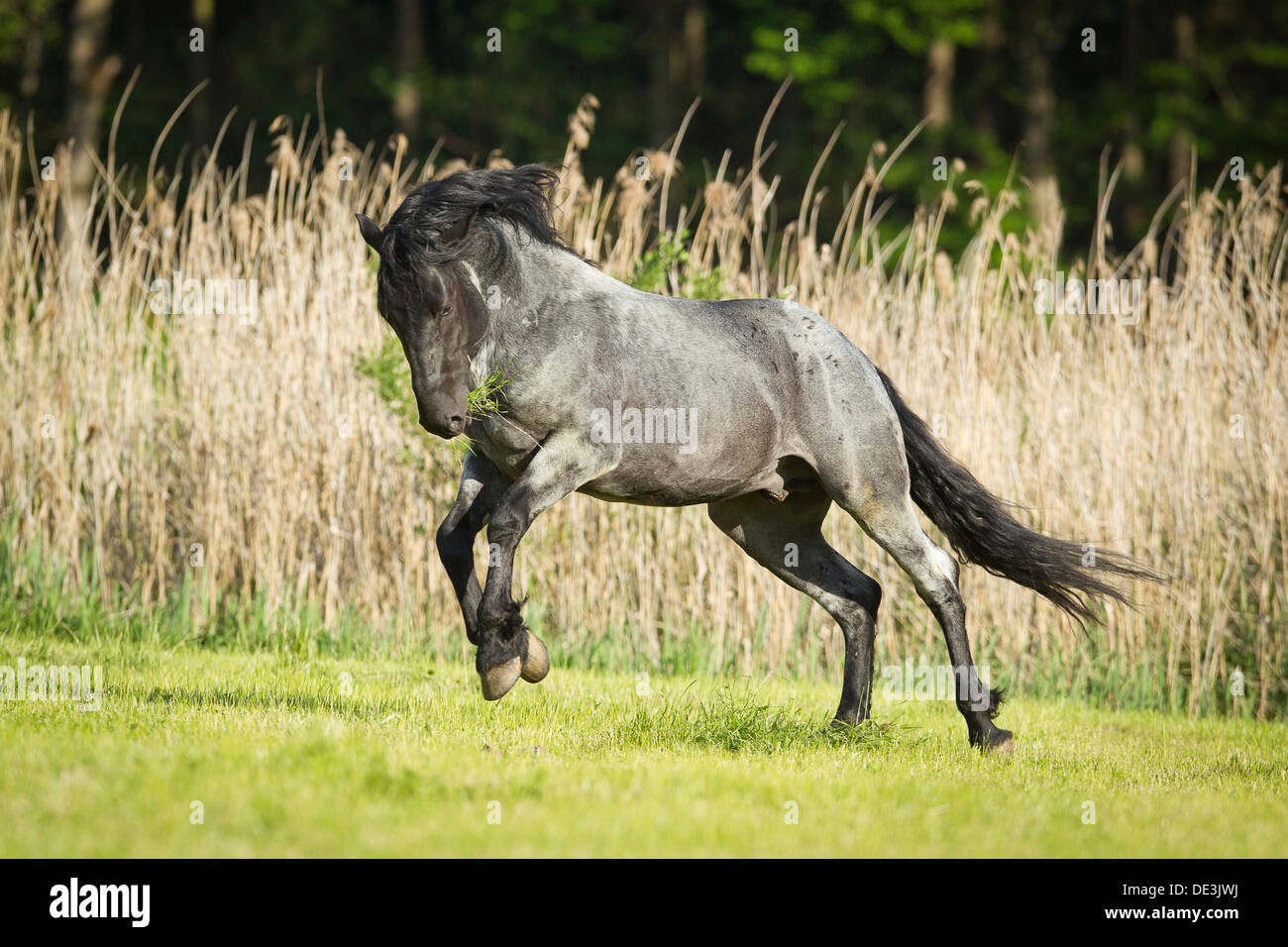 Blue Roan Horse Running