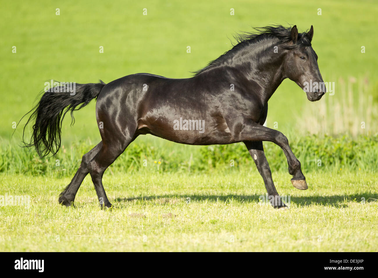 Murgese horse hi-res stock photography and images - Alamy
