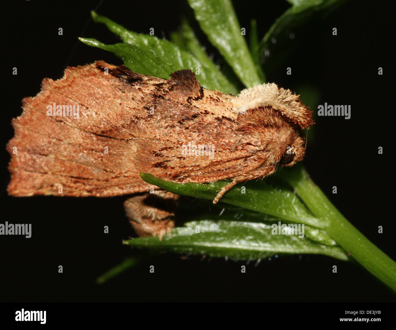 Female Coxcomb Prominent moth (Ptilodon capucina) posing on a leaf ...