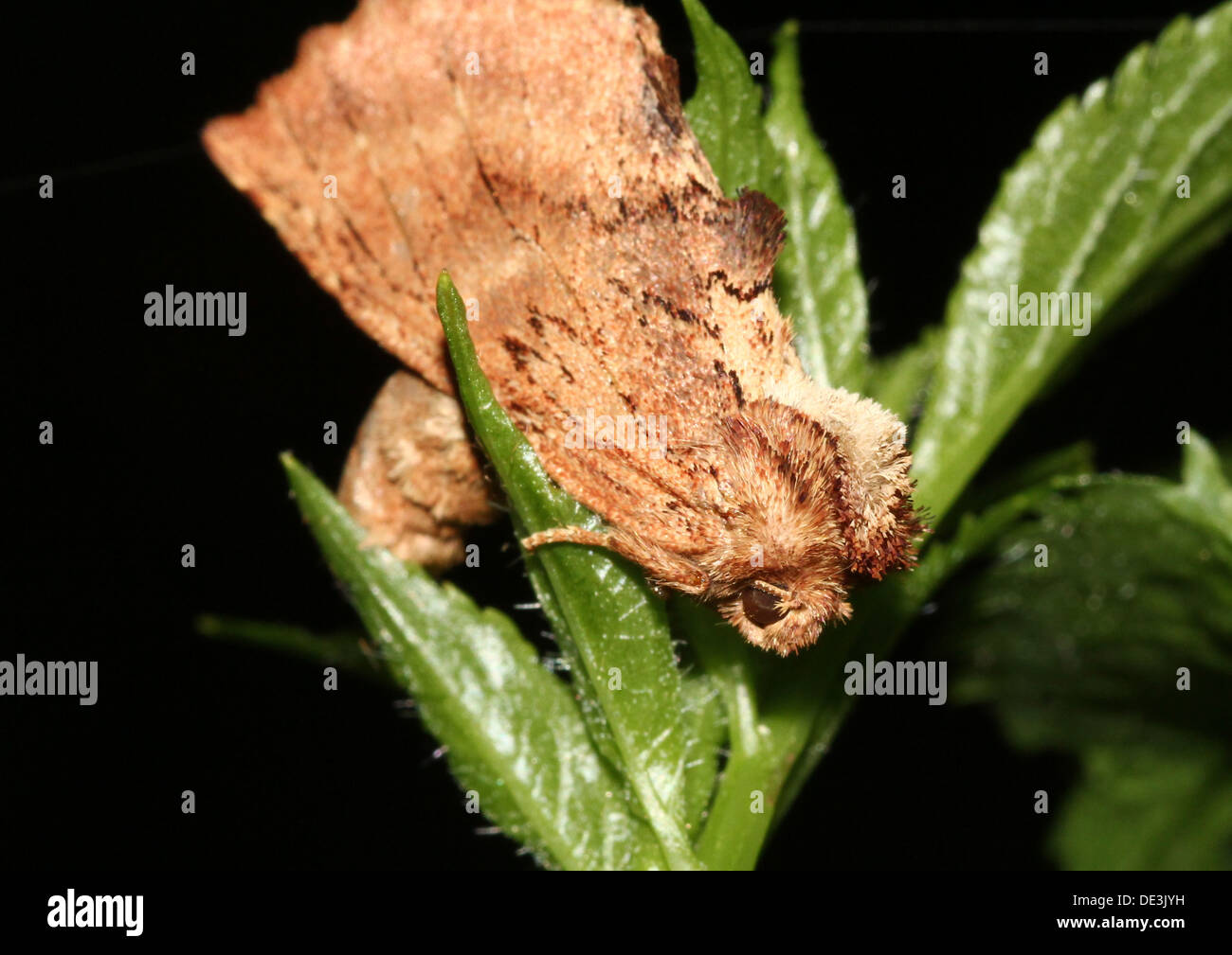 Female Coxcomb Prominent moth (Ptilodon capucina) posing on a leaf ...