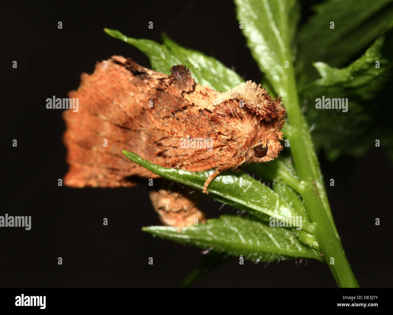 Female Coxcomb Prominent moth (Ptilodon capucina) posing on a leaf ...