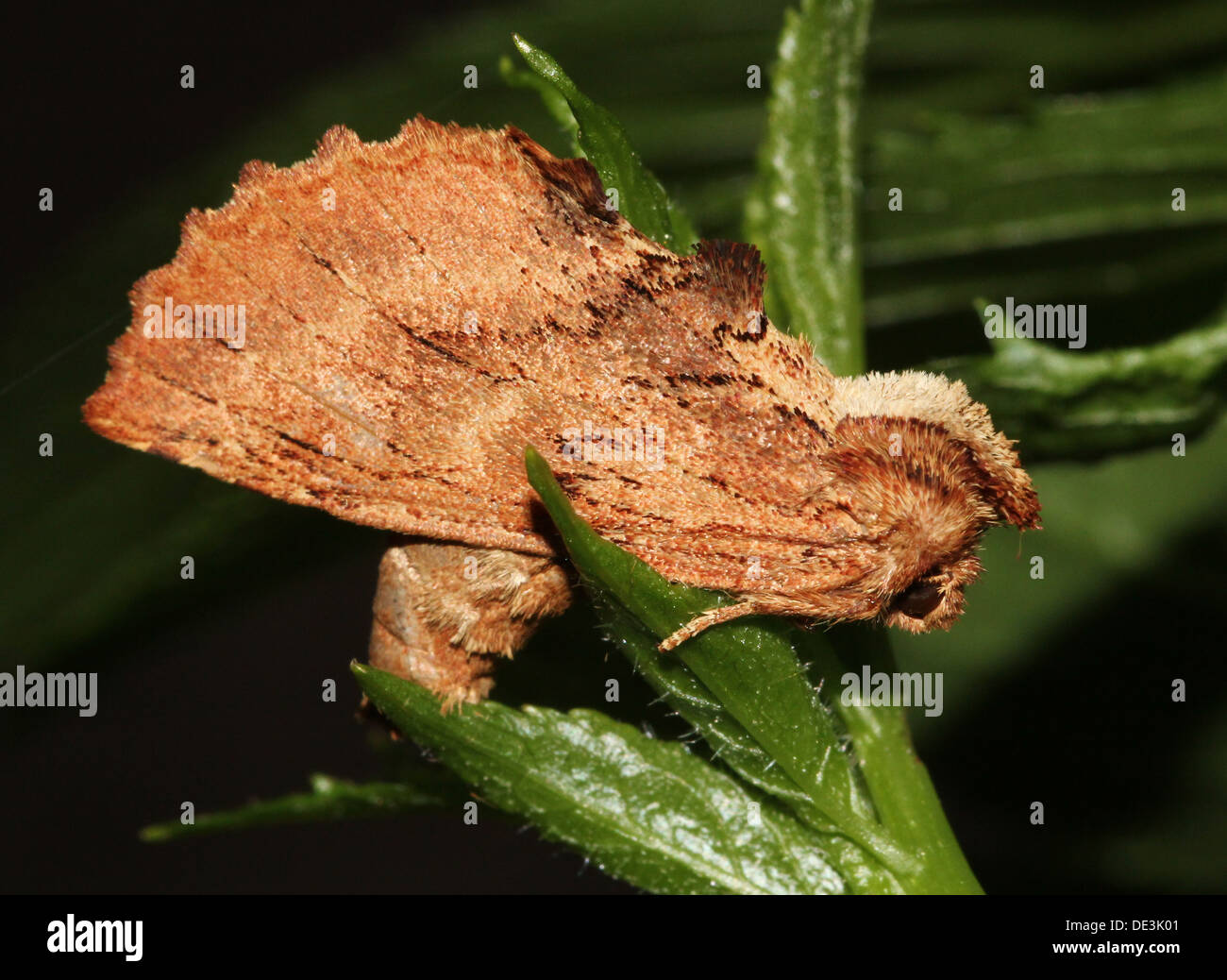 Female Coxcomb Prominent moth (Ptilodon capucina) posing on a leaf ...