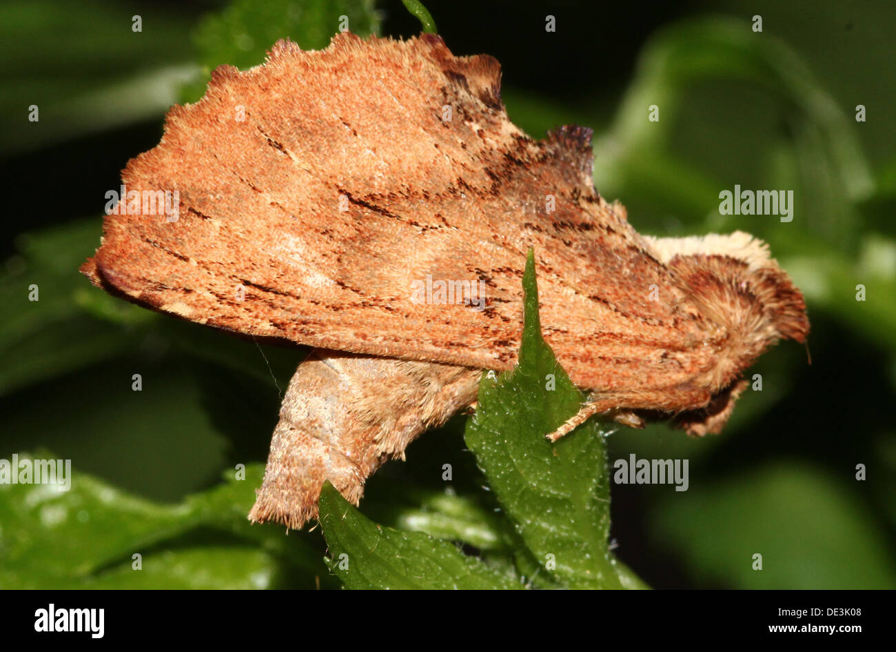 Female Coxcomb Prominent moth (Ptilodon capucina) posing on a leaf ...