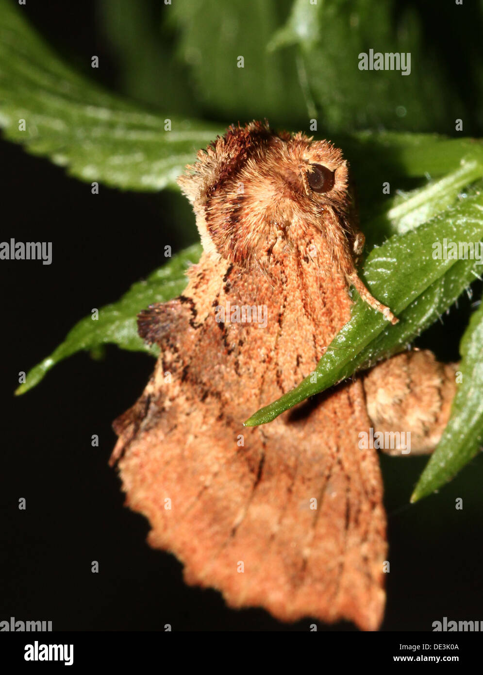 Female Coxcomb Prominent moth (Ptilodon capucina) posing on a leaf ...