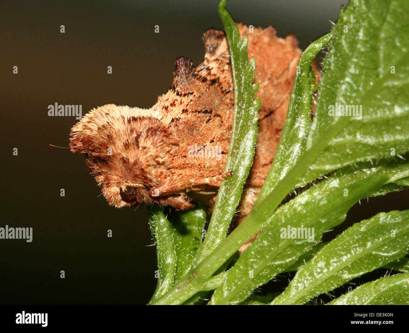 Female Coxcomb Prominent moth (Ptilodon capucina) posing on a leaf ...