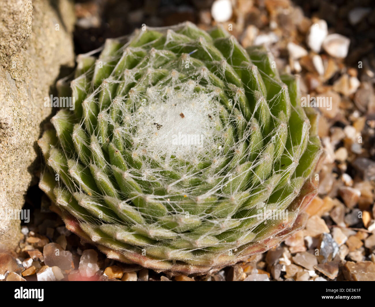 White threads hi-res stock photography and images - Alamy