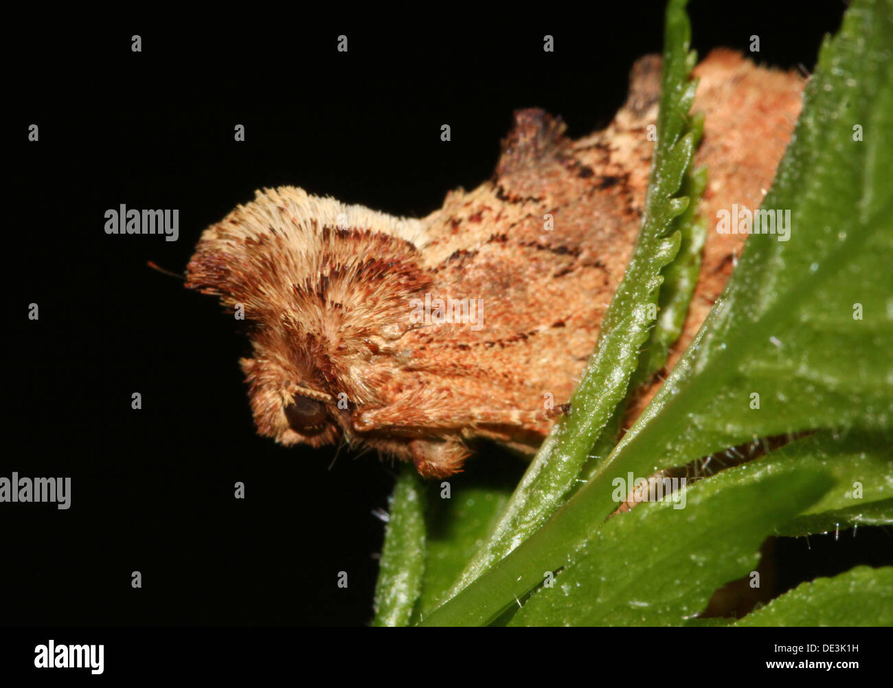 Female Coxcomb Prominent moth (Ptilodon capucina) posing on a leaf ...