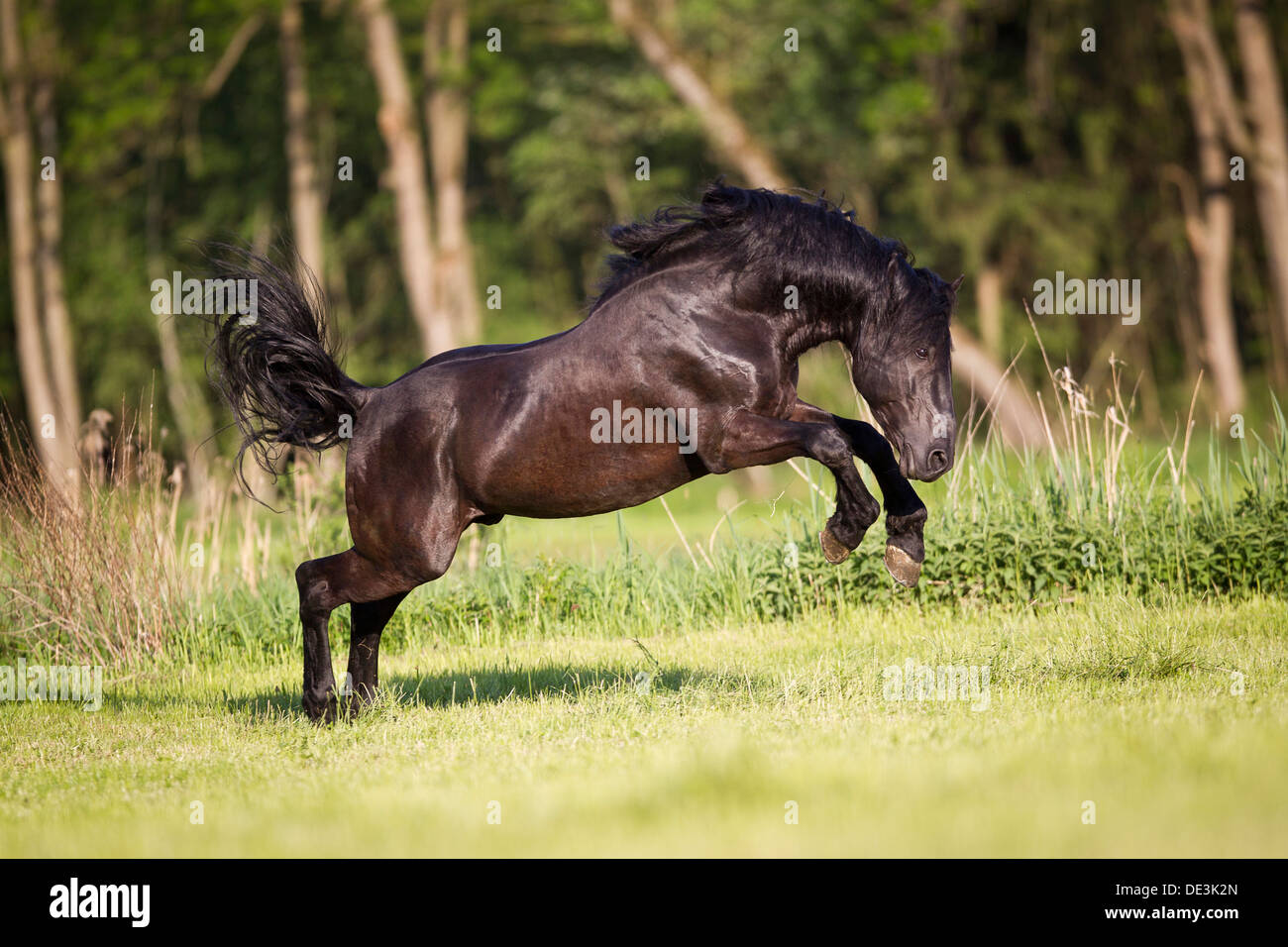 Murgese Horse Black stallion buckinga meadow Stock Photo - Alamy