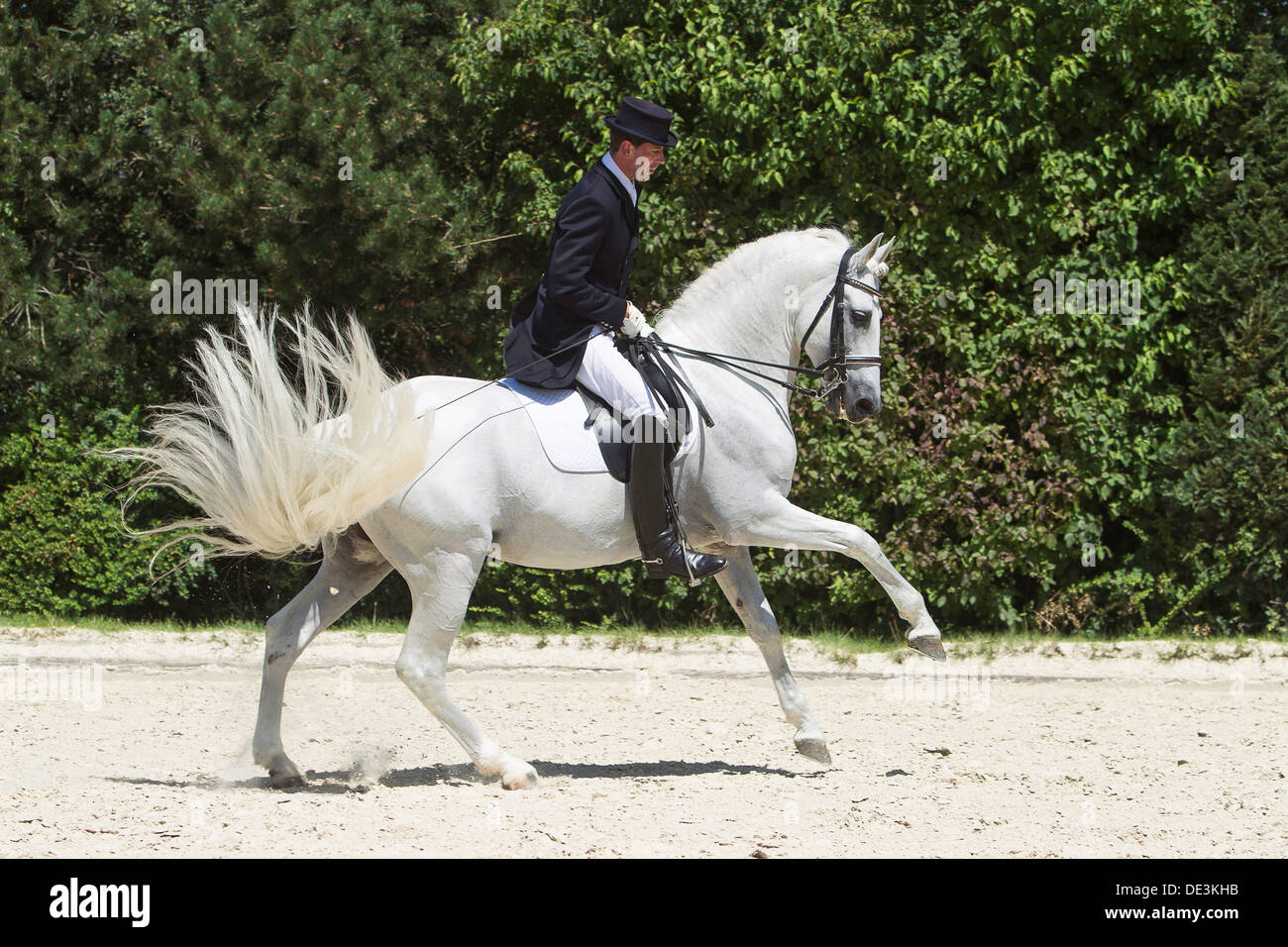 Pure Spanish Horse, Andalusian Grey stallion rider Frank Guenther ...
