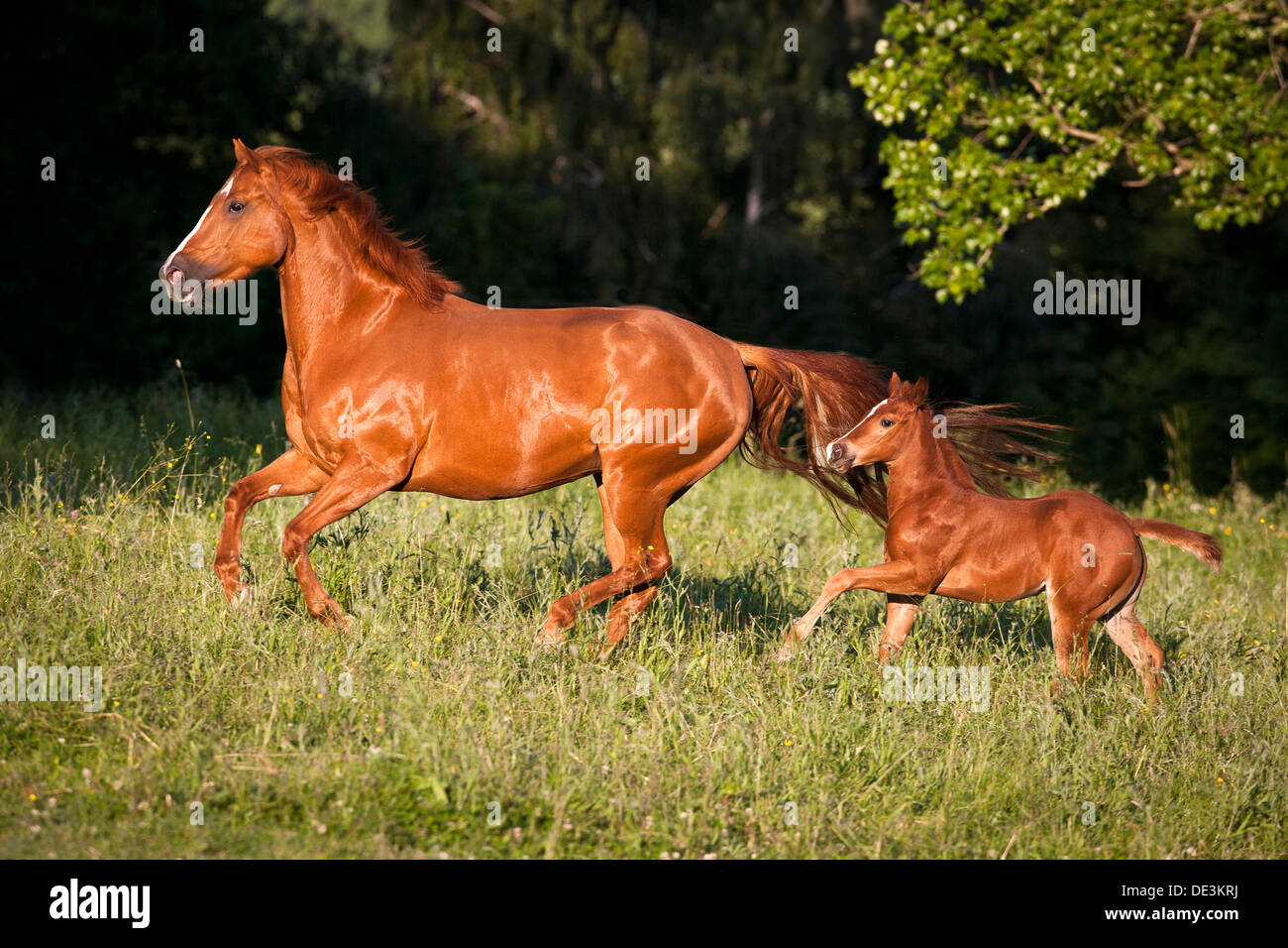 American Quarter Horse Chestnut mare foal gallopinga meadow Stock Photo ...