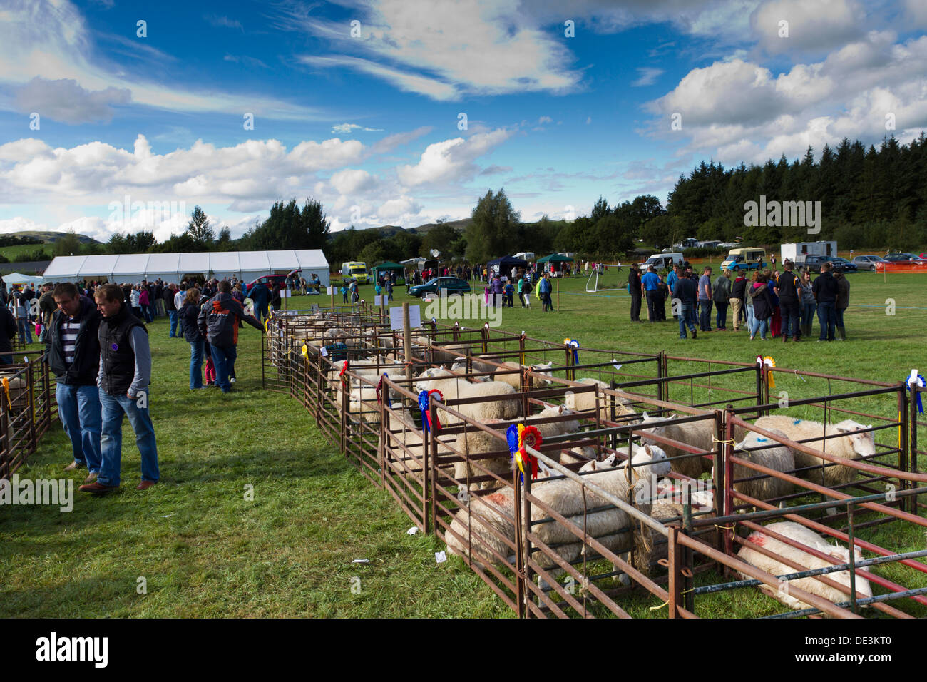Prize winning sheep in pens at a Welsh country show, Powys, Wales, UK ...