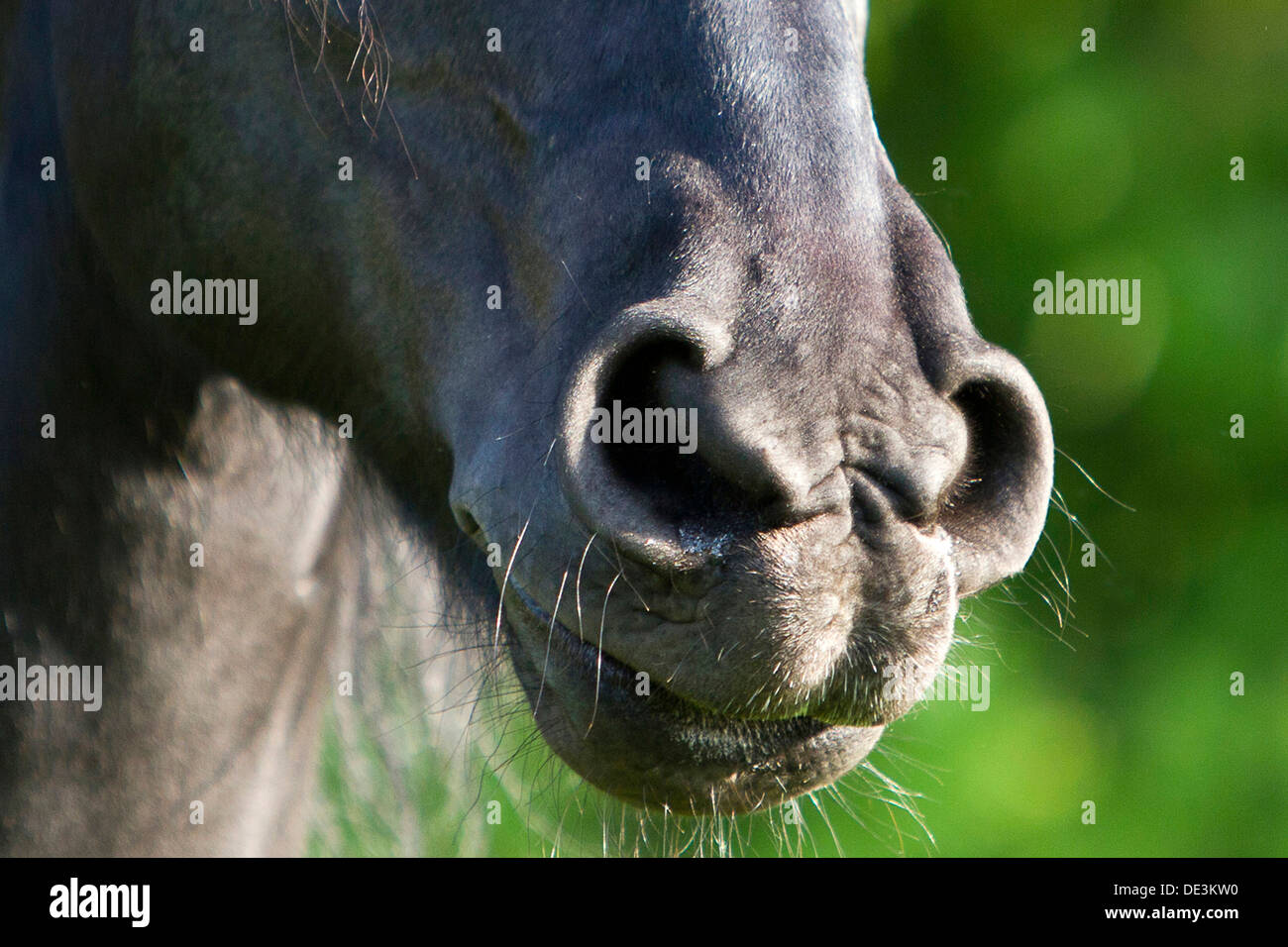 Friesian Horse, snorting Stock Photo - Alamy