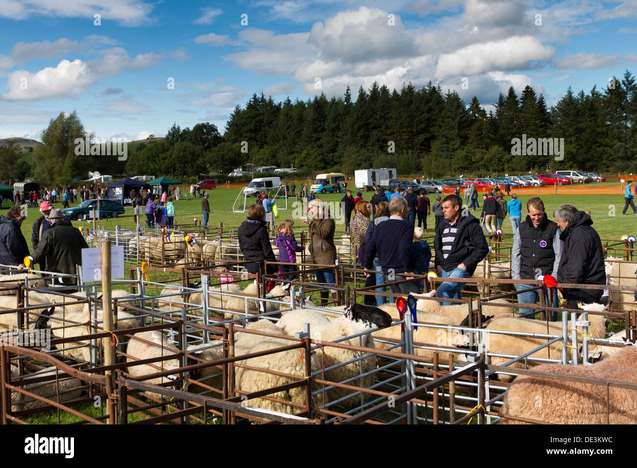 Prize winning sheep in pens at a Welsh country show, Powys, Wales, UK ...