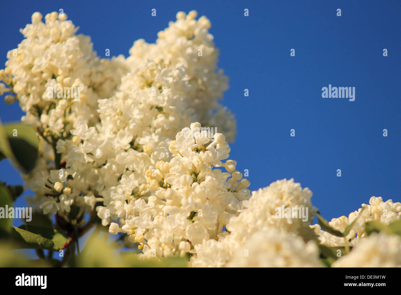 Blue lilac flowers hi-res stock photography and images - Alamy