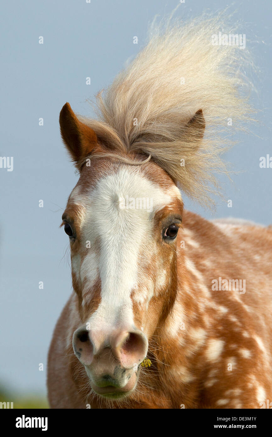 Spotted Shetland Pony High Resolution Stock Photography and Images - Alamy