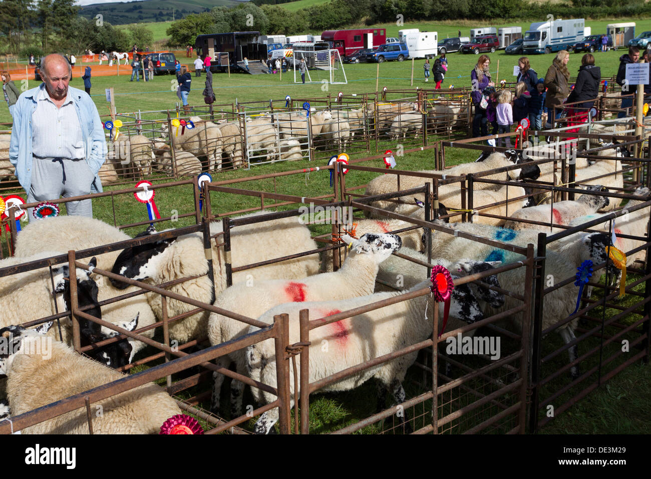 Prize Winning Sheep Rosette Stock Photos & Prize Winning Sheep Rosette ...