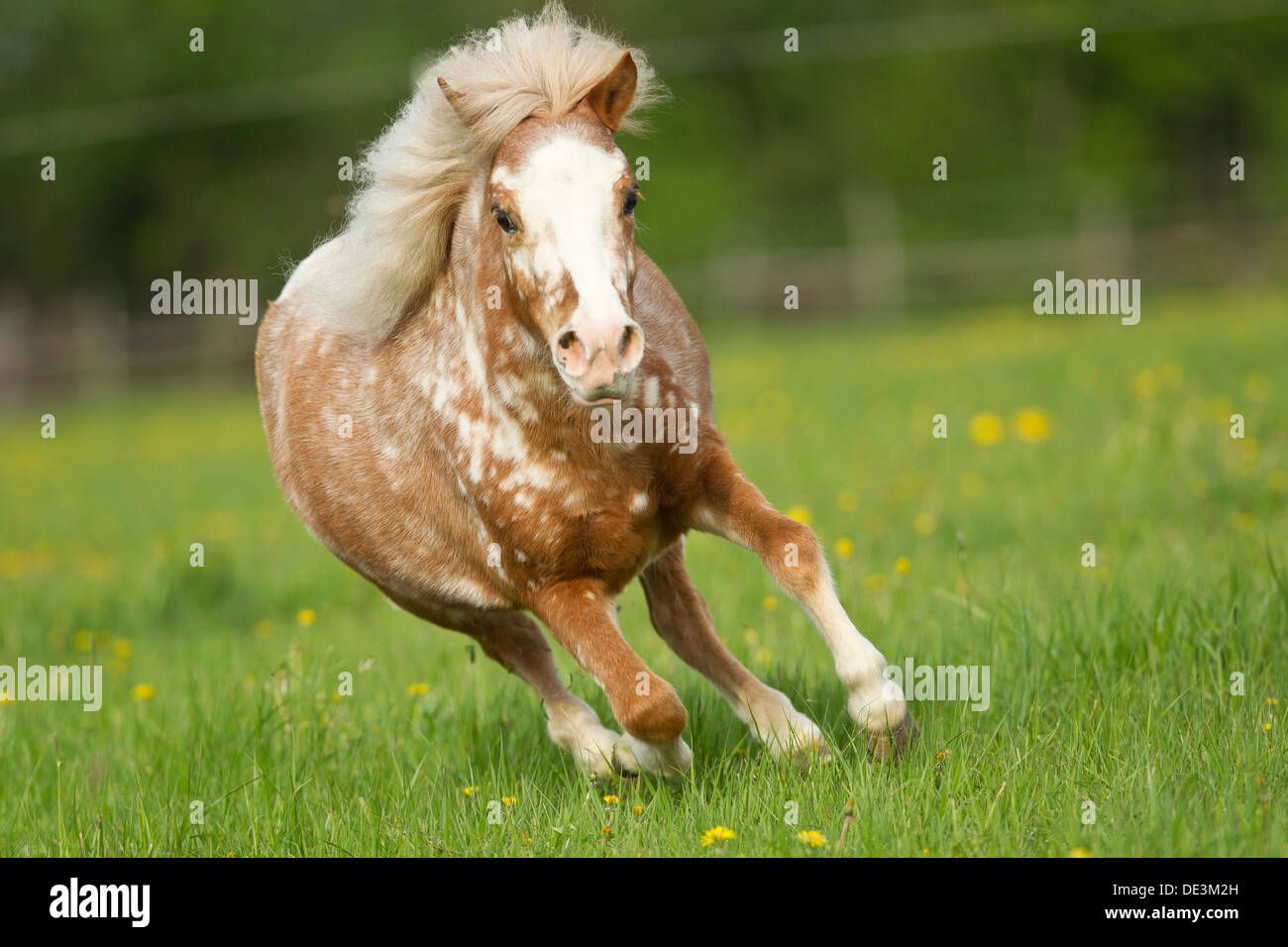 Shetland Pony Spotted mare gallopinga meadow Stock Photo - Alamy