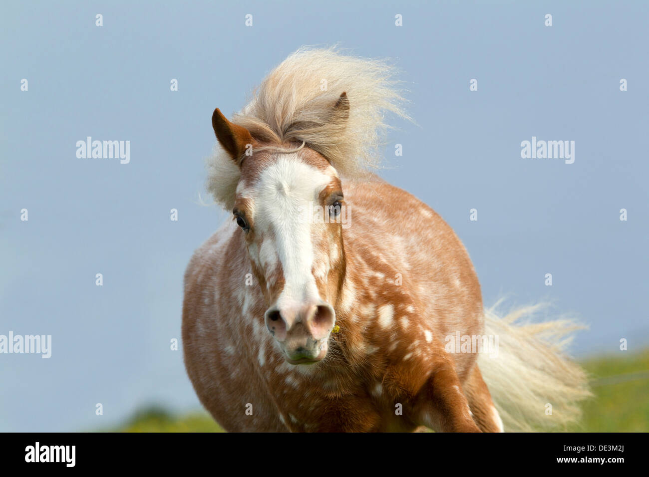 Shetland Pony Portrait spotted mare Stock Photo - Alamy