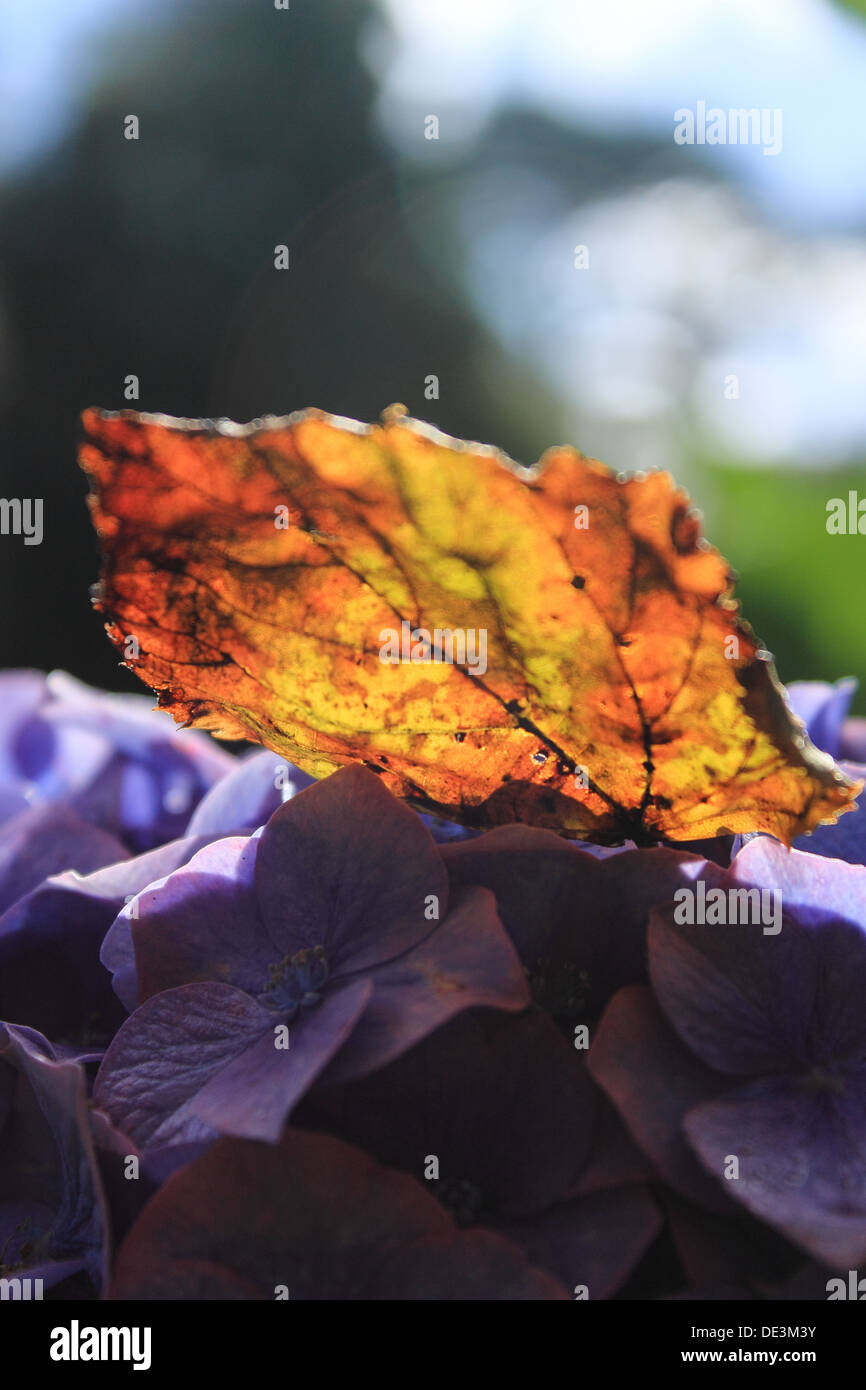 Hydrangea Autumn Leaves Stock Photos & Hydrangea Autumn Leaves Stock ...