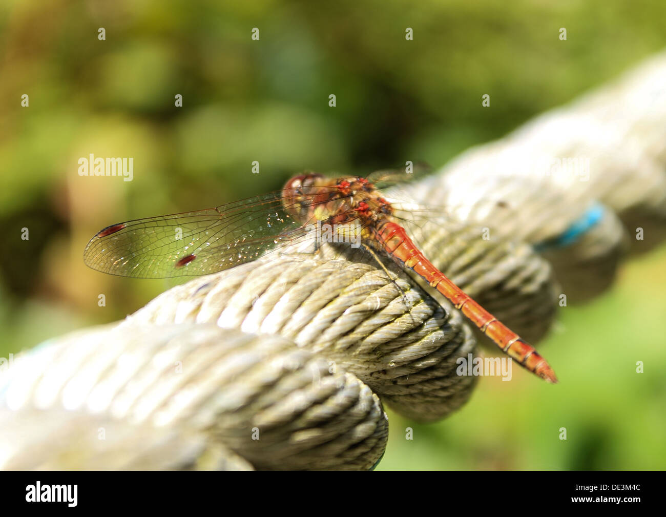 Common Darter Dragonfly Stock Photo - Alamy