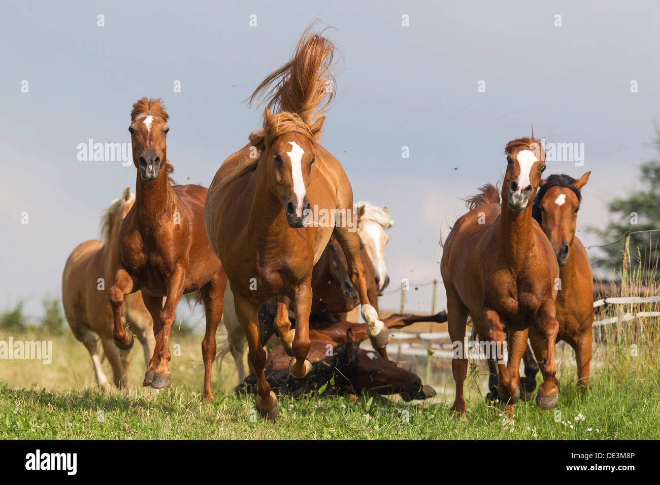 Arabian horse Horse stumbling group galloping horses Stock Photo - Alamy