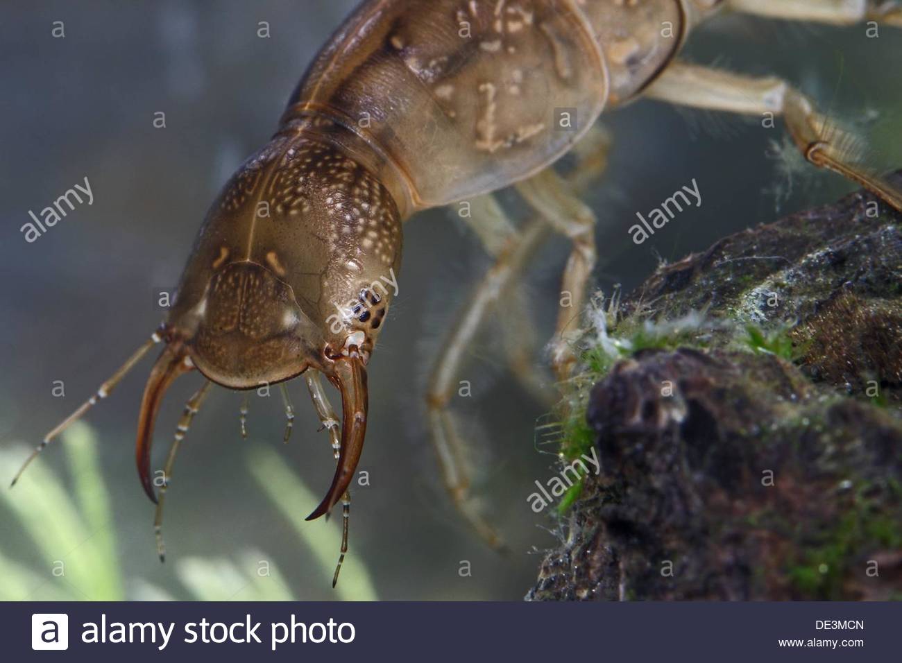 Dytiscus Marginalis Larva Stock Photos & Dytiscus Marginalis Larva ...