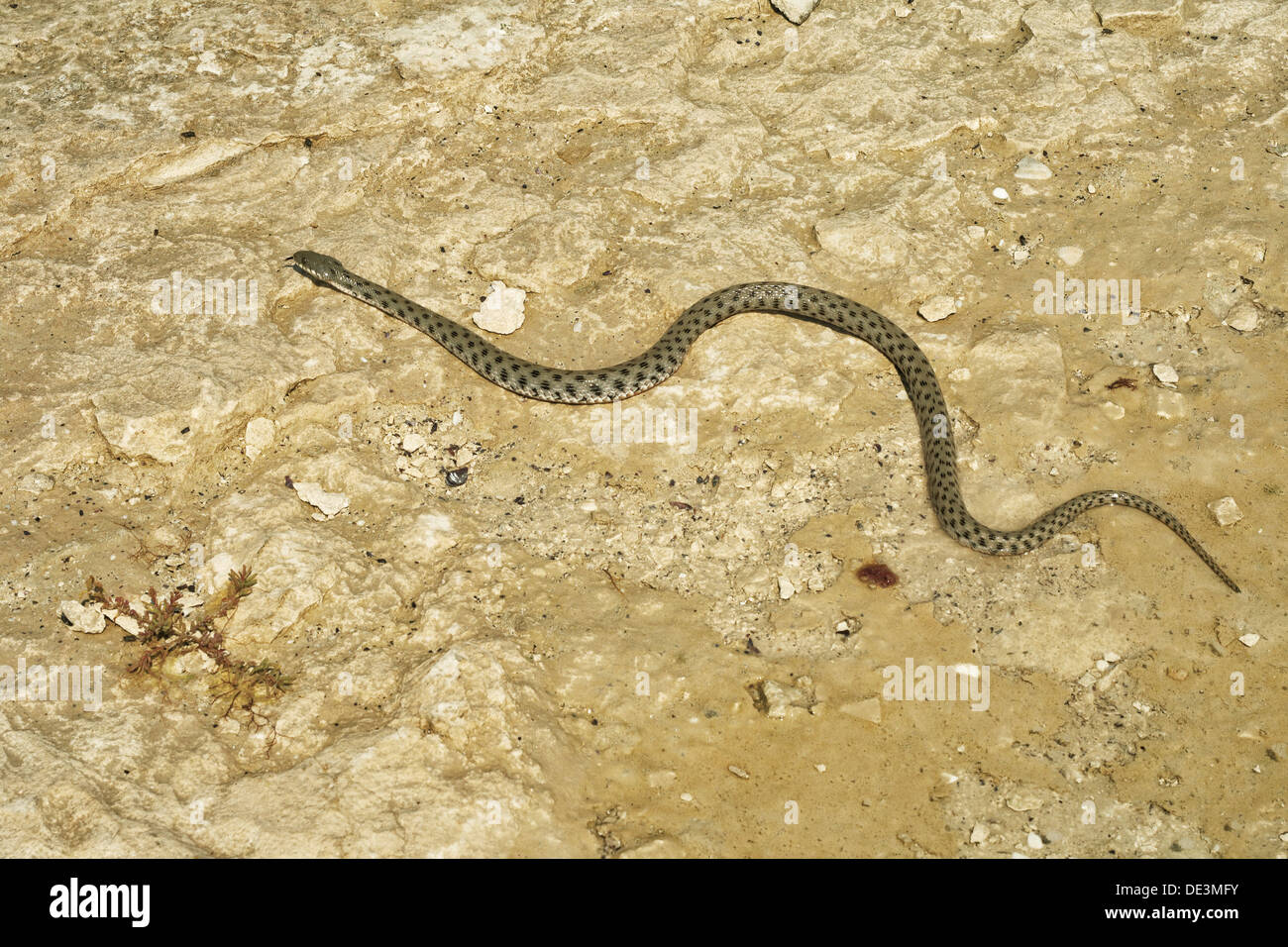 Dolichophis caspius, aggressive, bad, caspian, long, nature, reptile ...