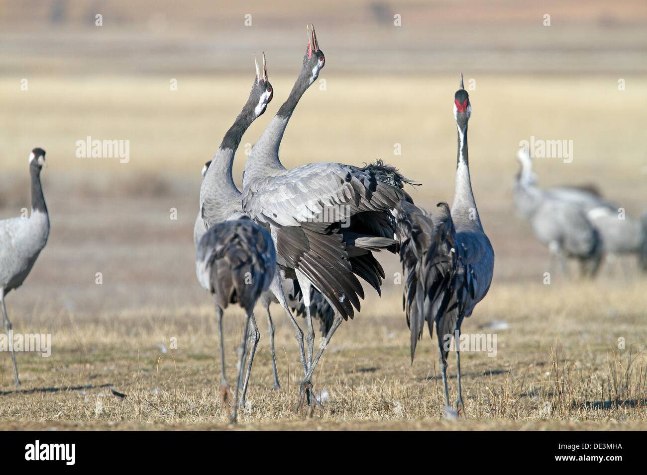 Gruiformes order hi-res stock photography and images - Alamy