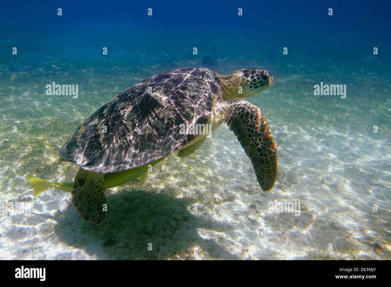 Mayotte comores hi-res stock photography and images - Alamy