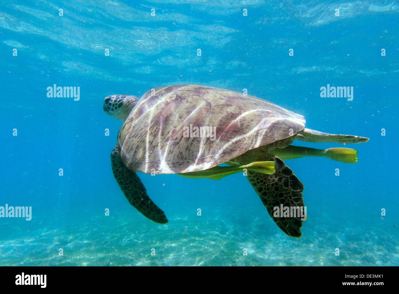 Comores underwater hi-res stock photography and images - Alamy