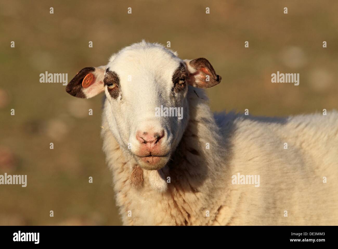 Artiodactyla order hi-res stock photography and images - Alamy