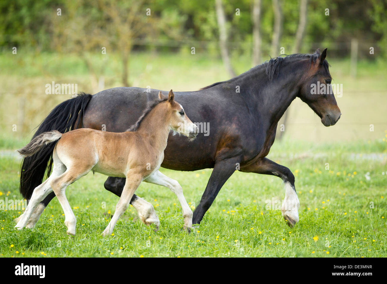 Welsh section d foal hi-res stock photography and images - Alamy