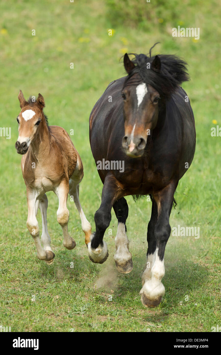 Welsh cob equus ferus caballus hi-res stock photography and images - Alamy