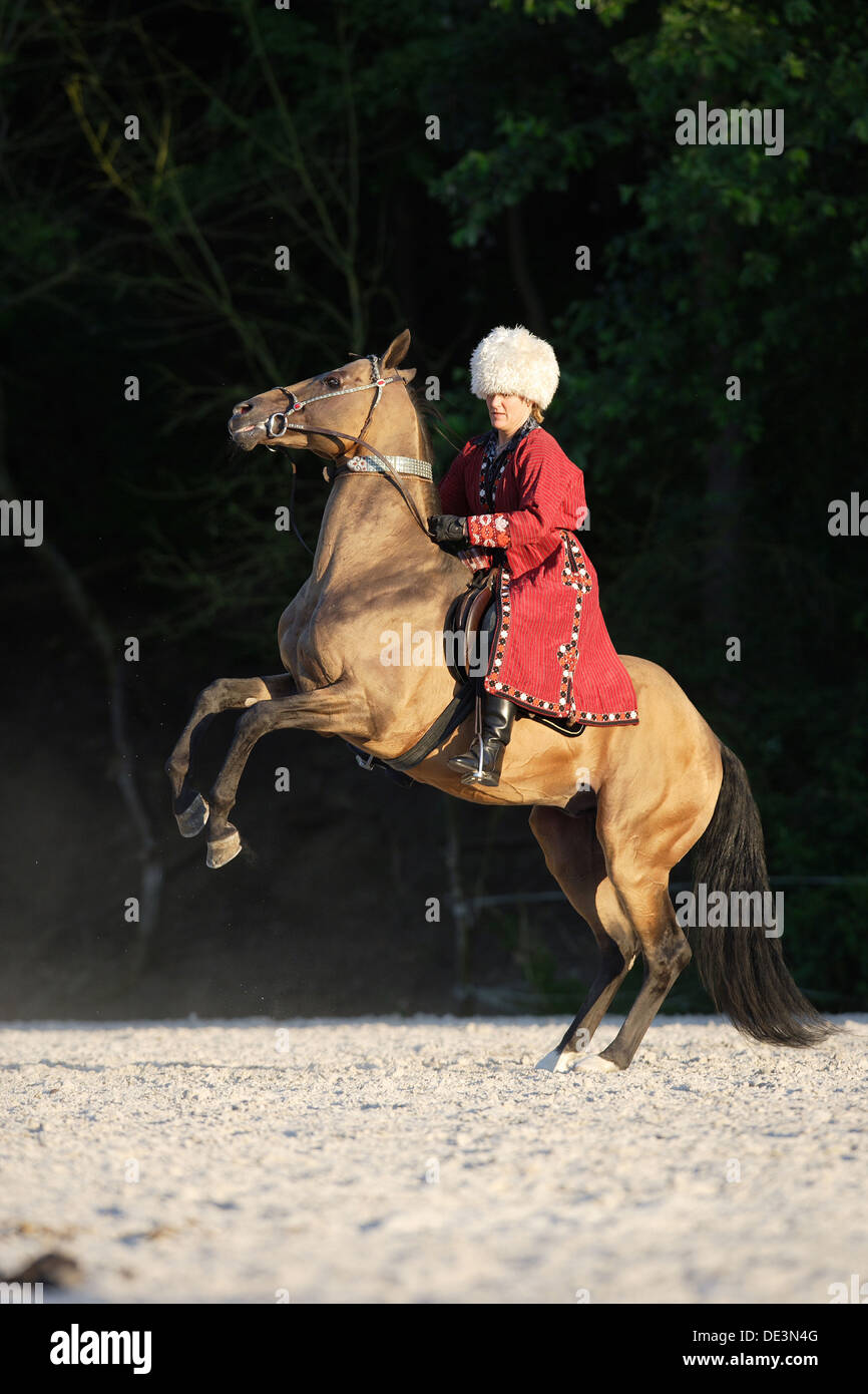 Buckskin Horses Rearing