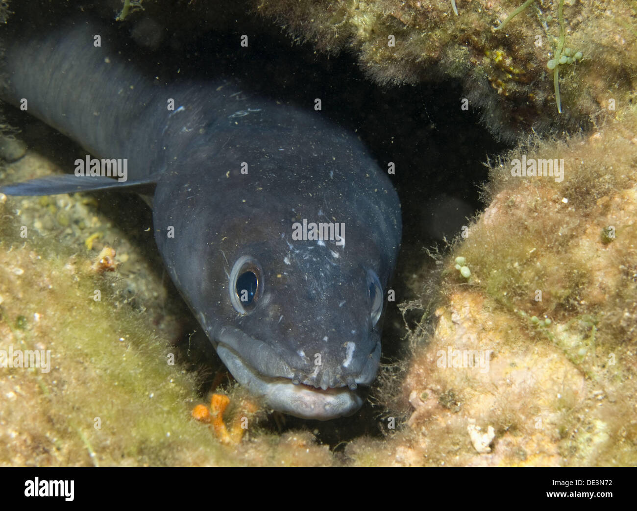 Congrio High Resolution Stock Photography and Images - Alamy