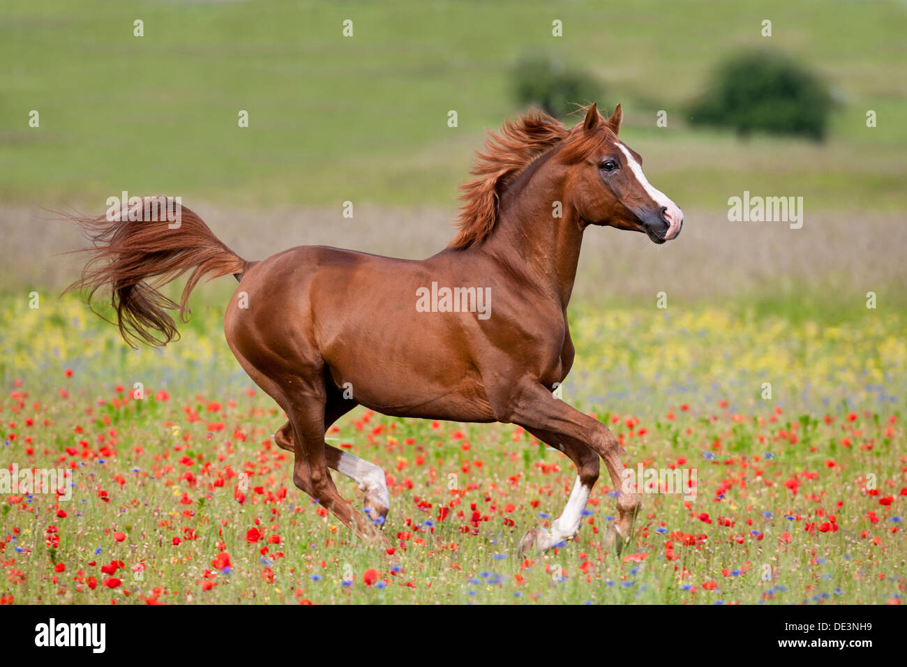 Arab Horse, Arabian Horse Chestnut stallion gallopinga meadow Stock ...