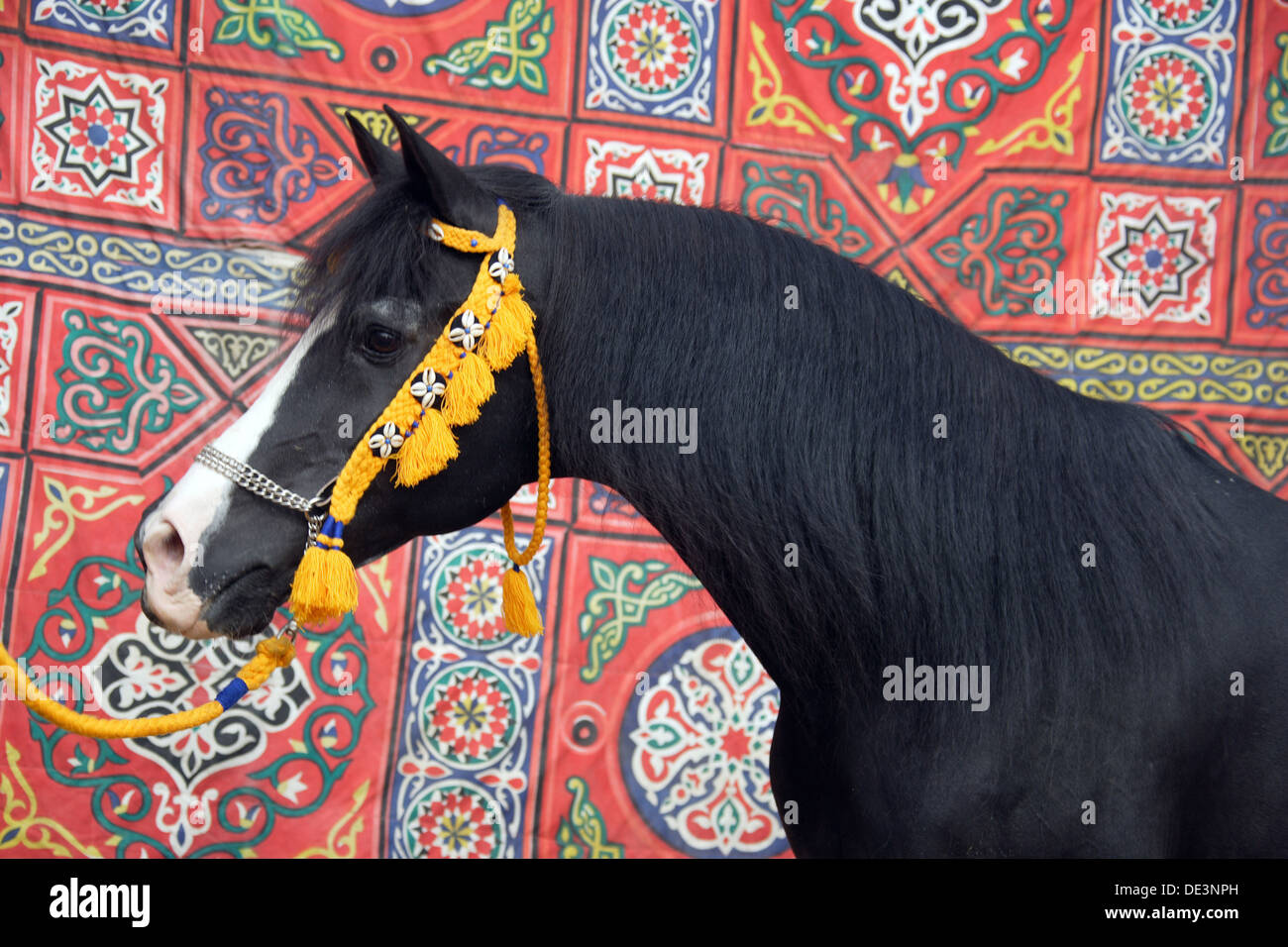 Arabian horse traditional arabian tack hi-res stock photography and ...