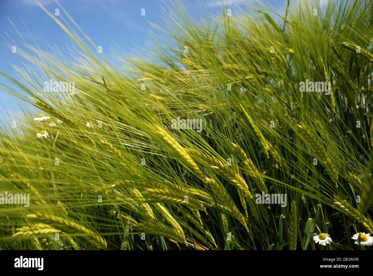 Transgenic corn field hi-res stock photography and images - Alamy
