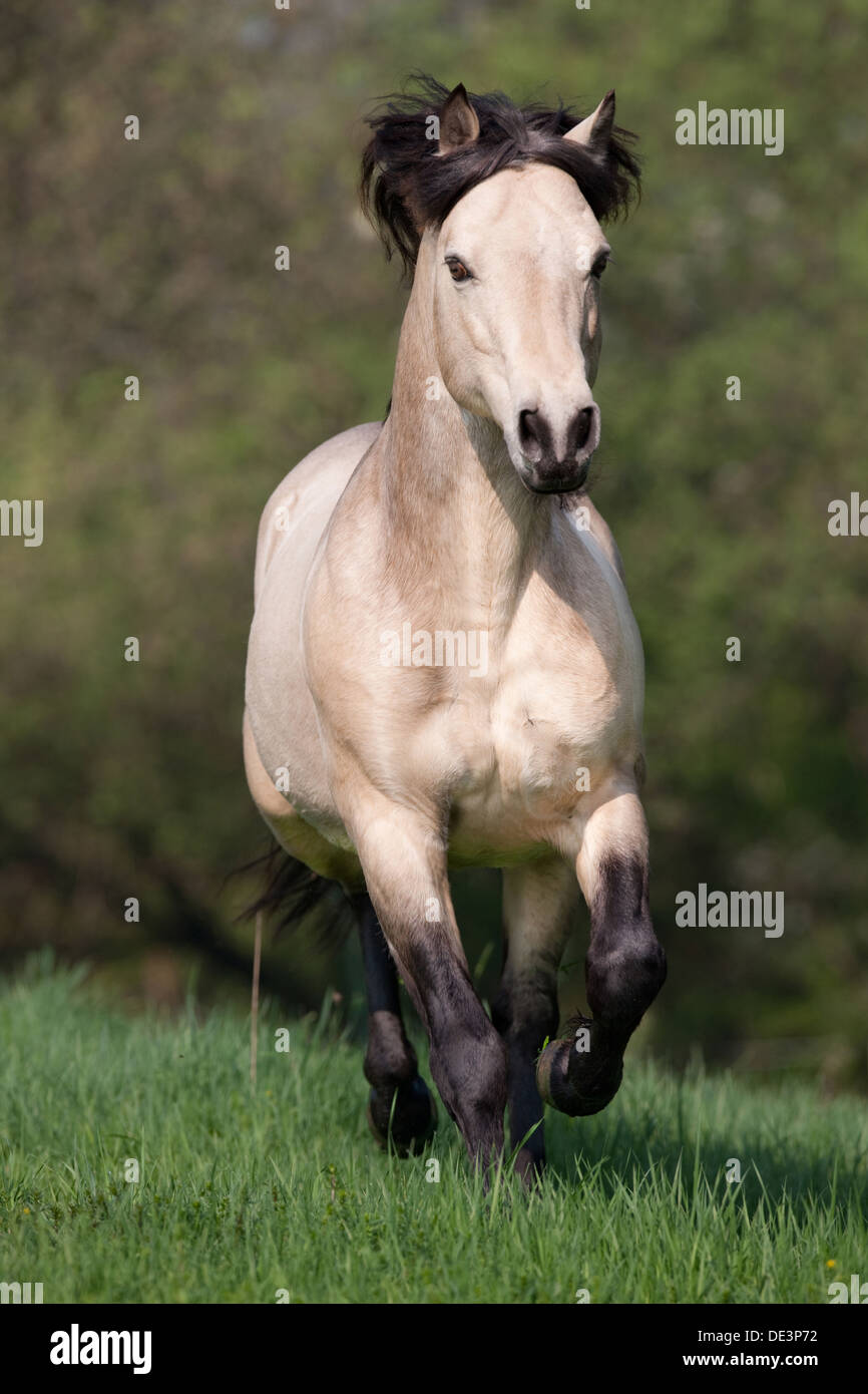 Connemara Pony Dun stallion galloping towards camera Stock Photo - Alamy