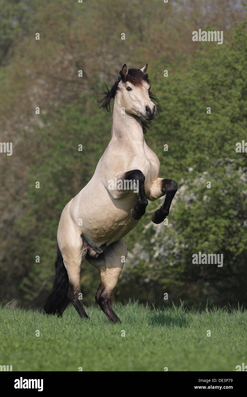 Rearinga hi-res stock photography and images - Alamy
