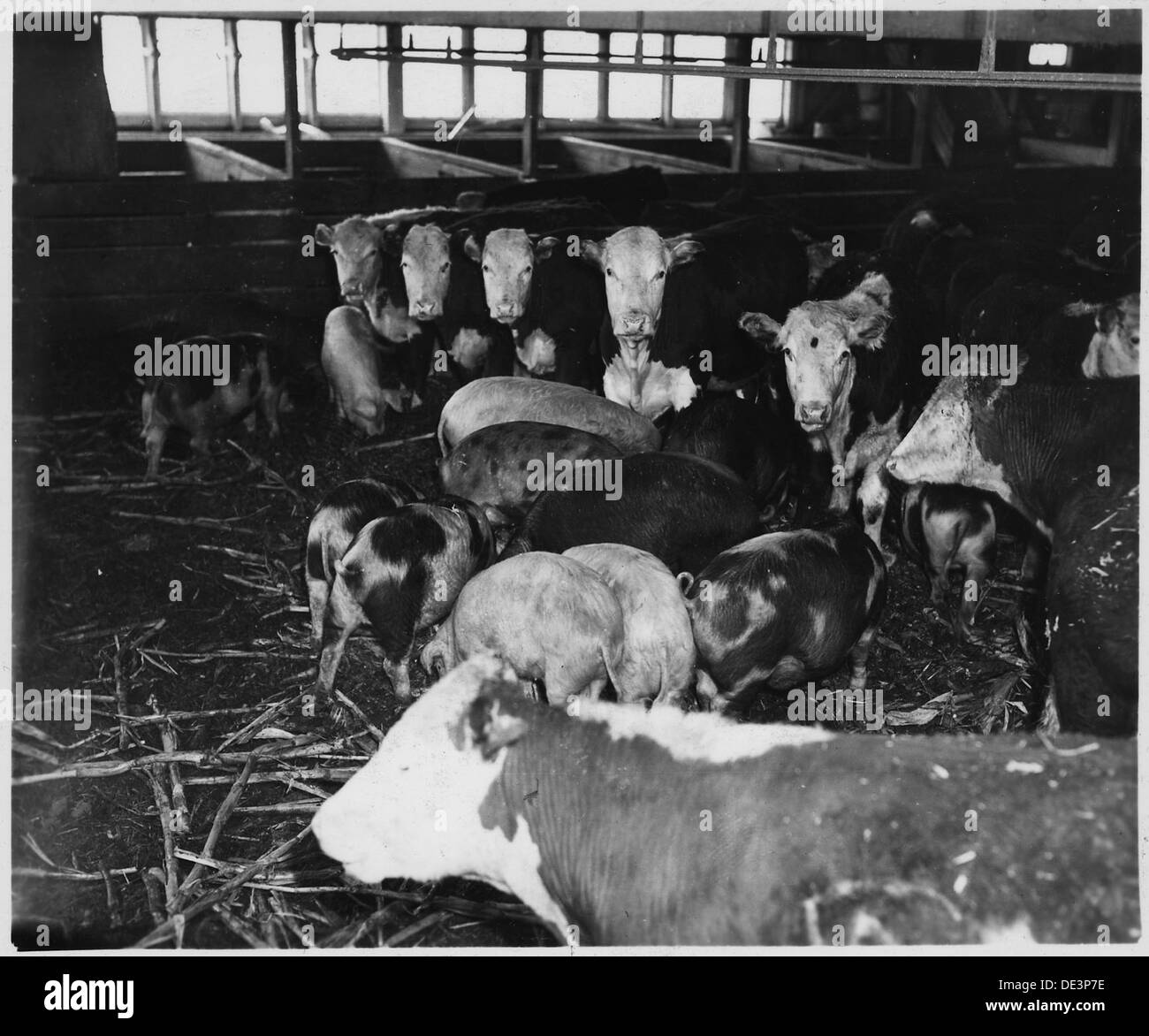 In Lancaster County, Pennsylvania, it is still common in some farms to ...