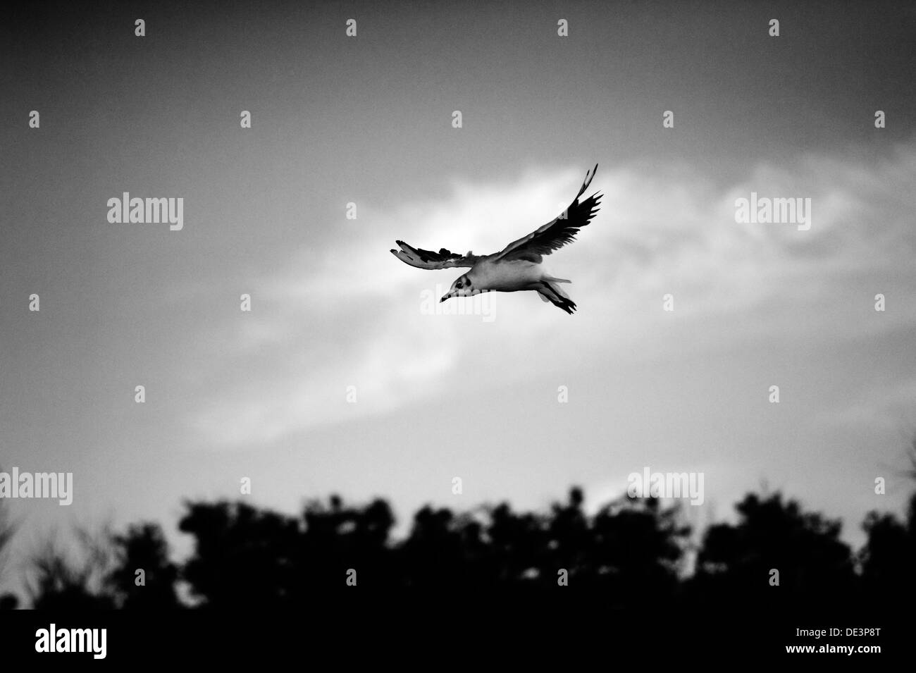Bird bird flying Black and White Stock Photos & Images - Alamy