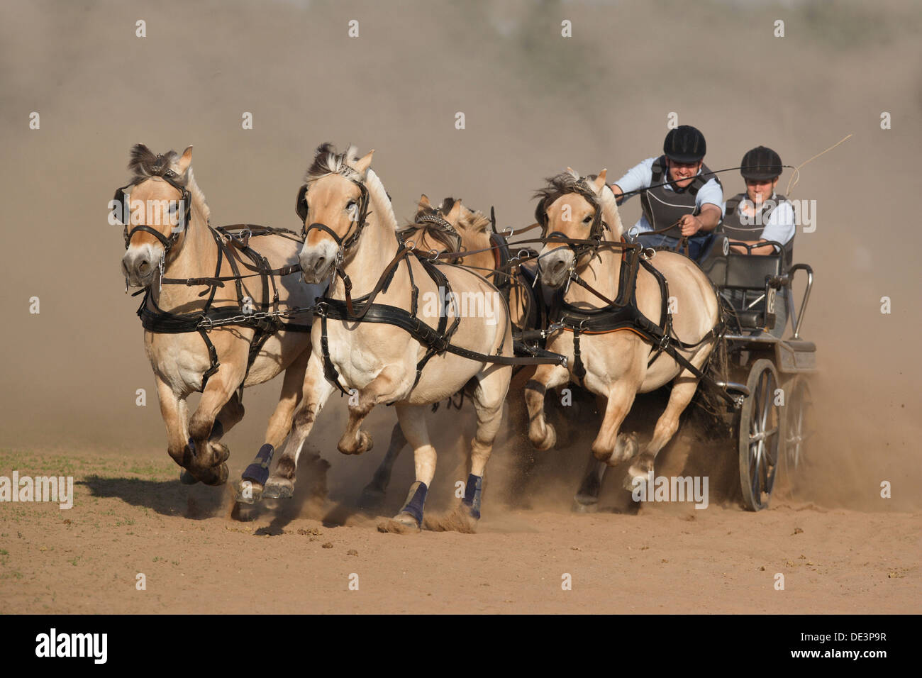 Norwegian Fjord Horse. Team of four in full gallop pulling a marathon ...