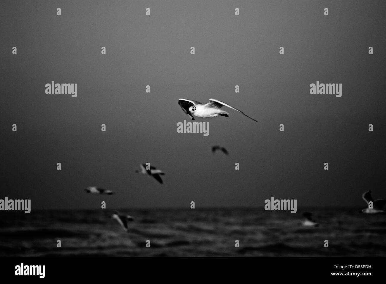 Flying sea birds hi-res stock photography and images - Alamy